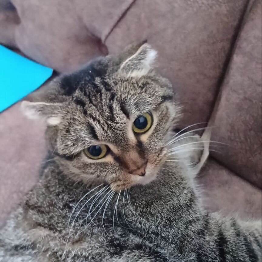 Кошка вислоухая Whiskas