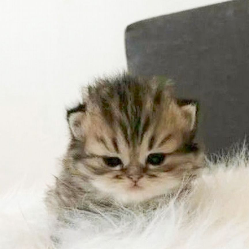 Шикарные плюшки