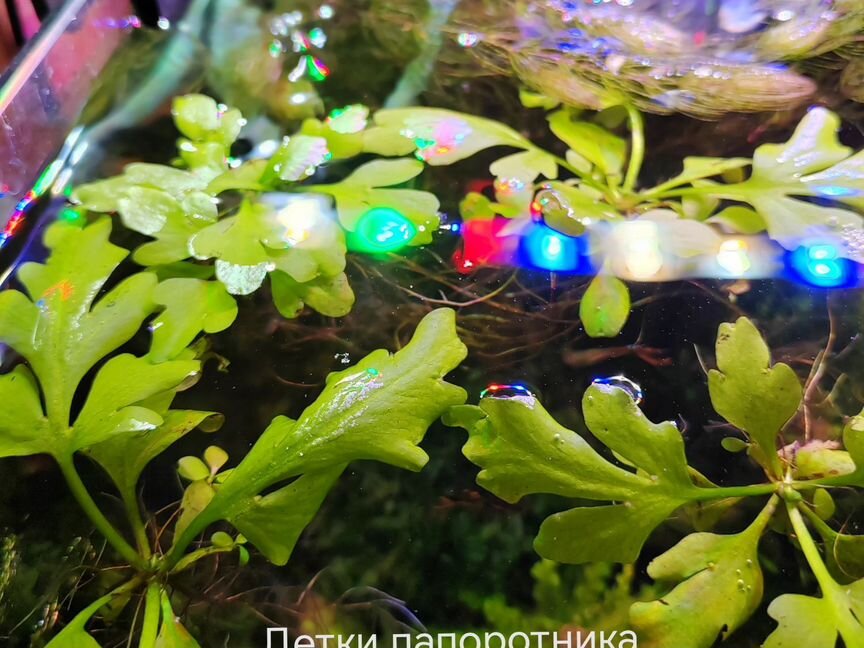 Аквариумное растение