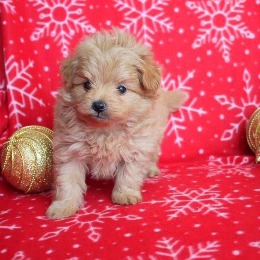 Мальтипу мини