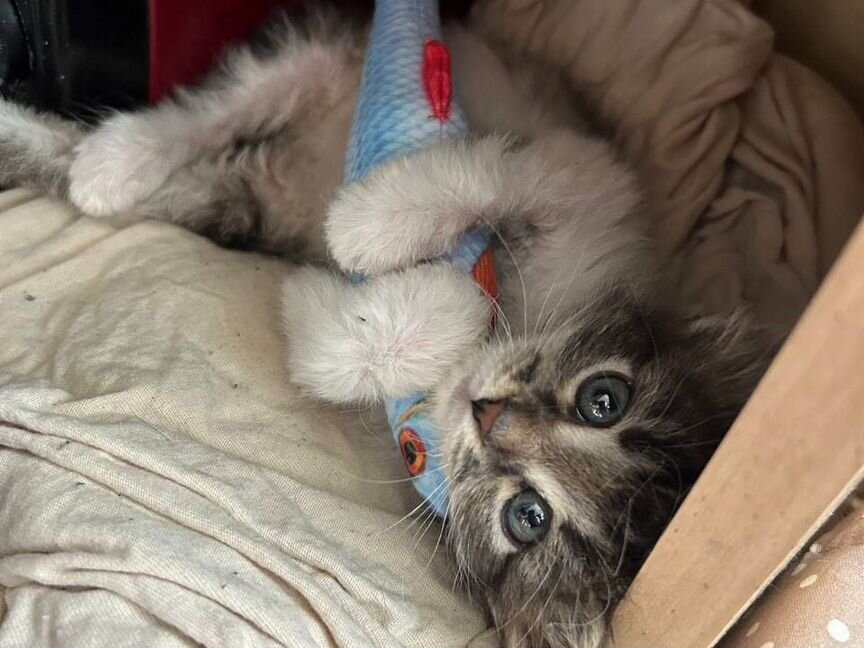 Котёнок Афина в добрые руки