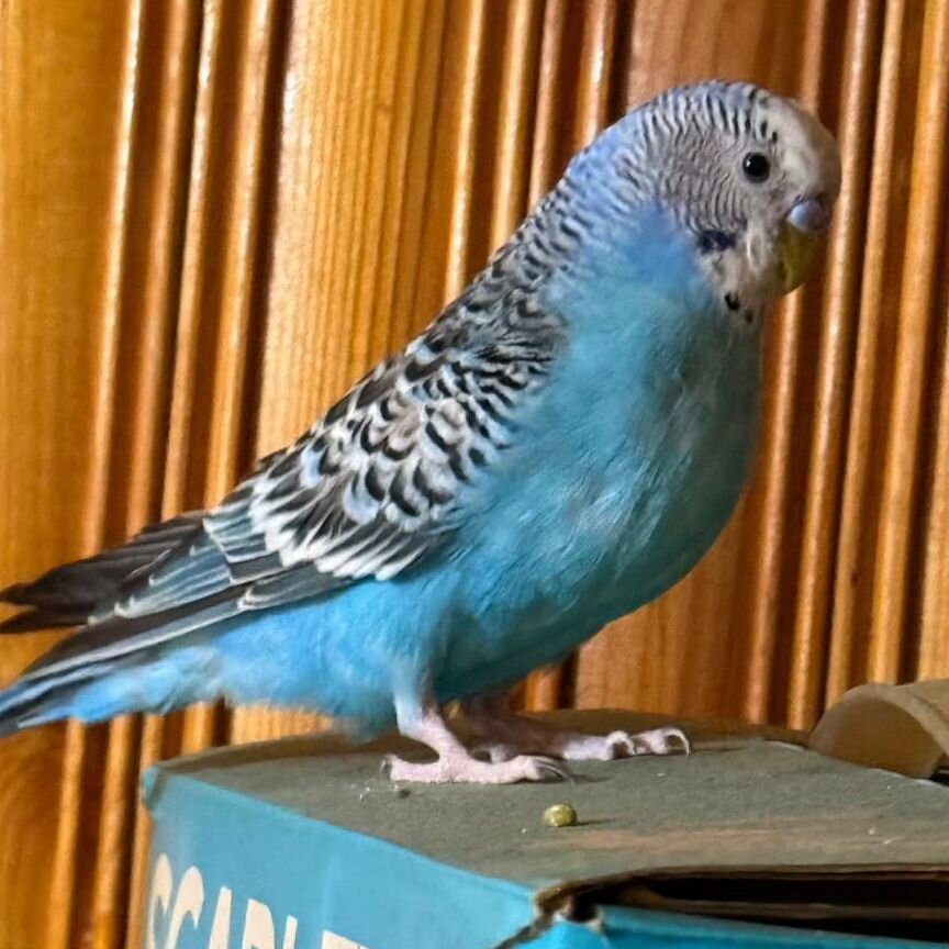 Волнистый попугай