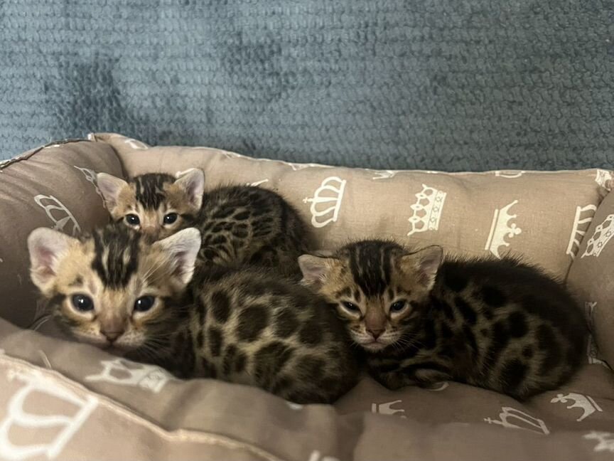 Бенгальские котята