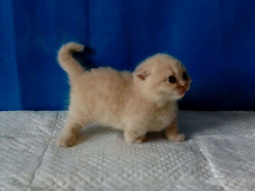 Манчкин скоттиш килт фолд