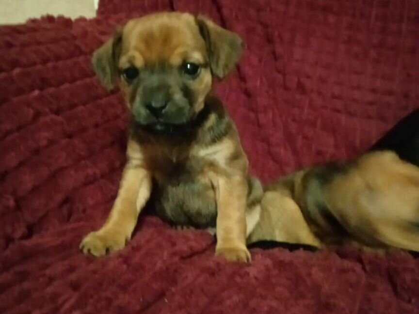 Собака маленькая порода