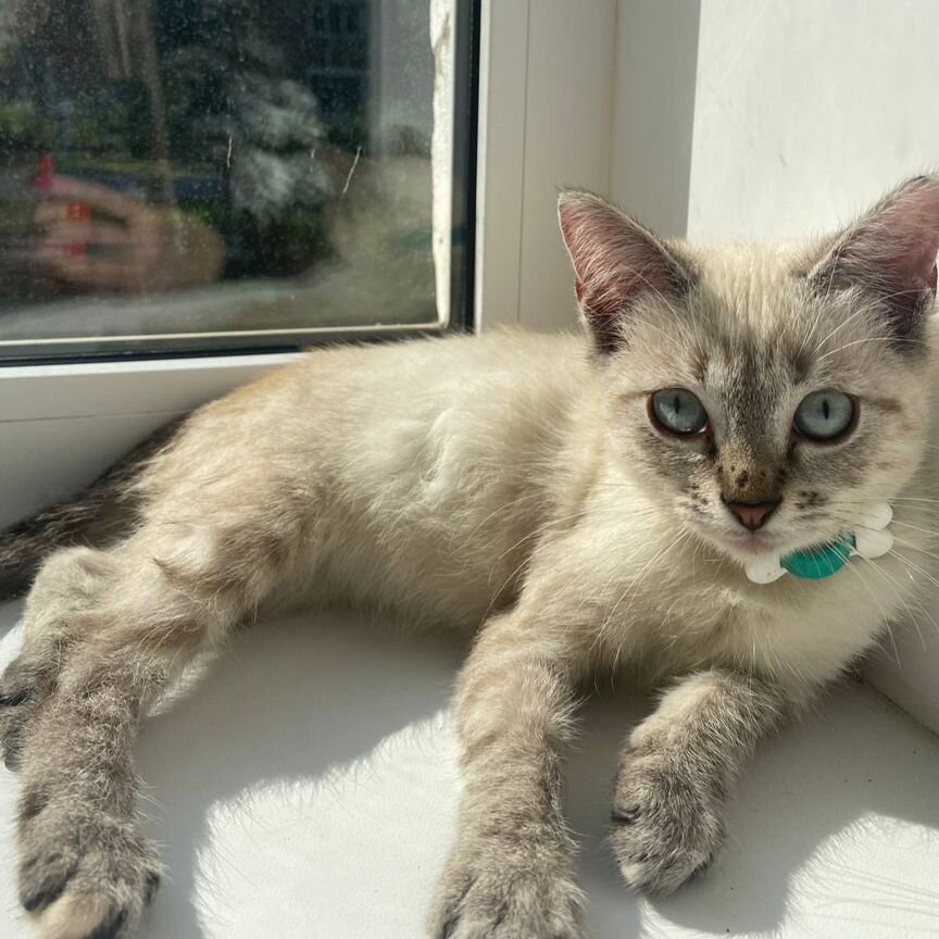 Кошечка Снежа