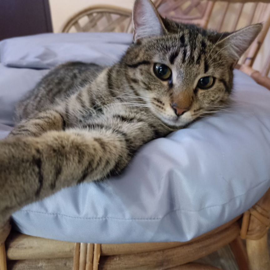 Котёнок Оливия