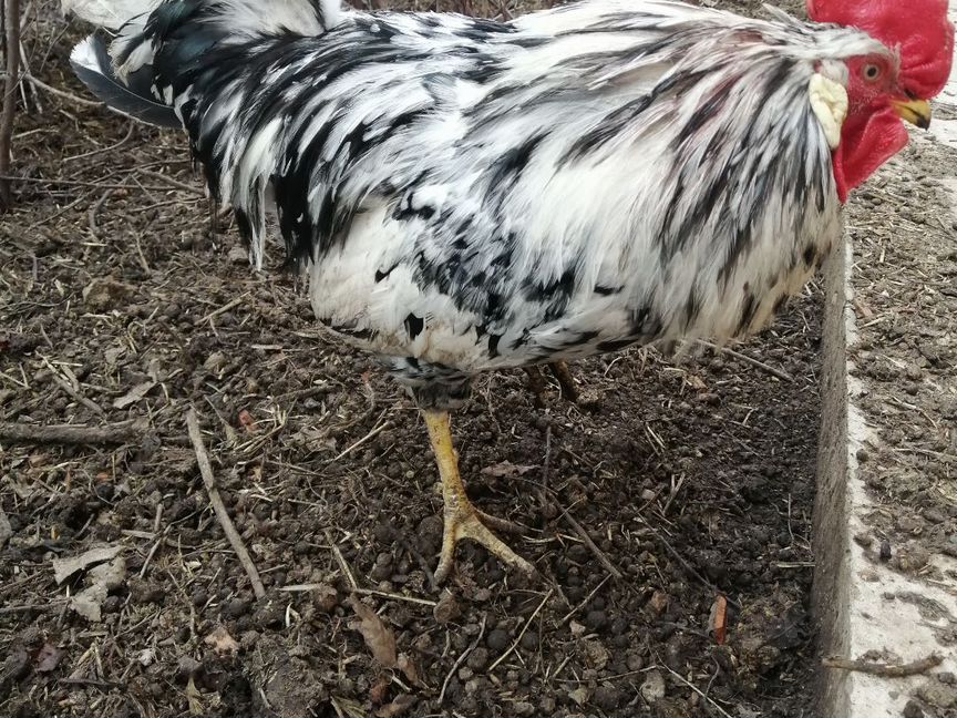 Петух леггорн далматинец