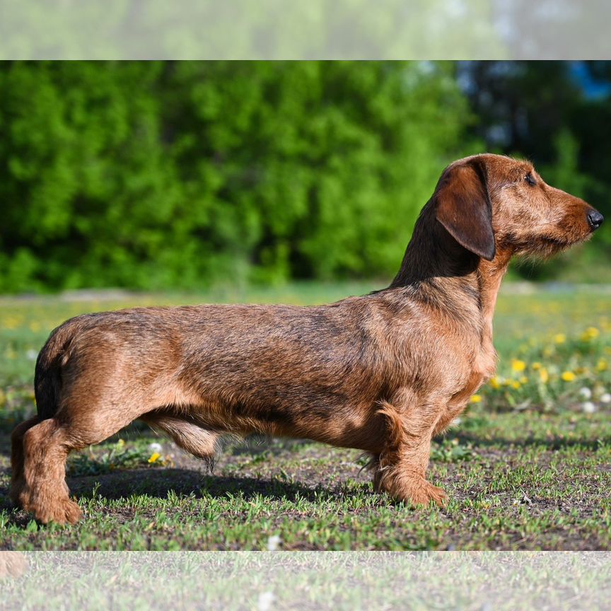 Такса, взрослая собака