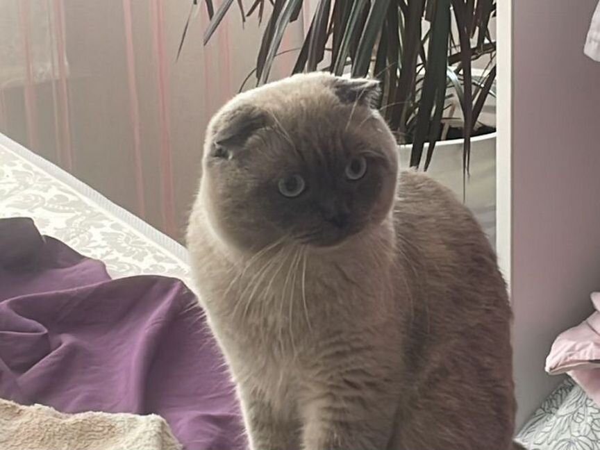 Шотландский вислоухий
