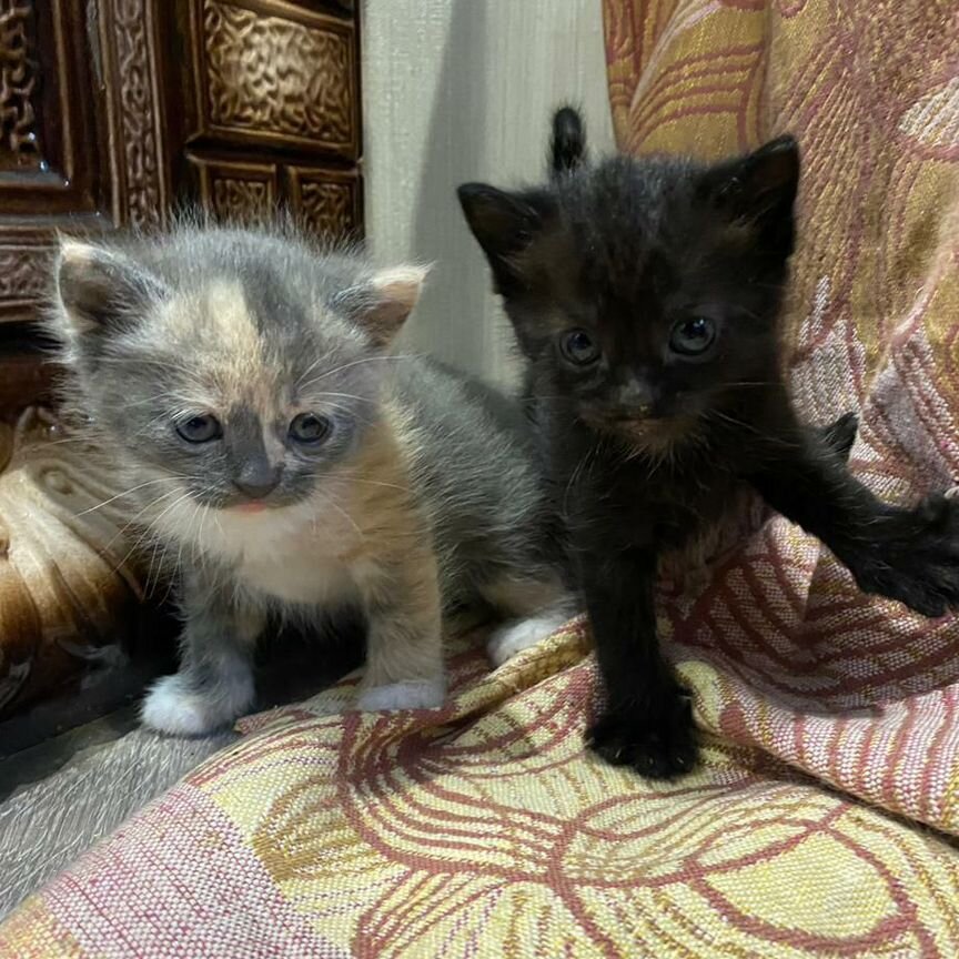 Котята в добрые руки бесплатно