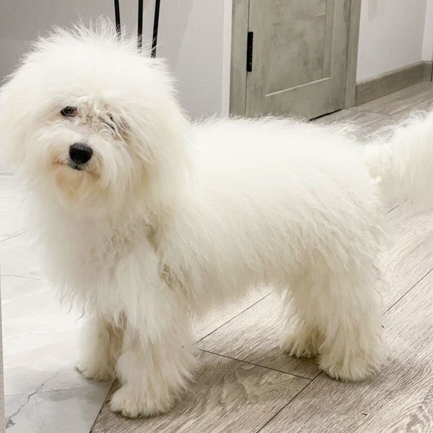 Бишон фризе