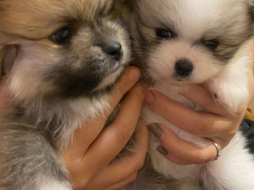 Померанский шпиц мини