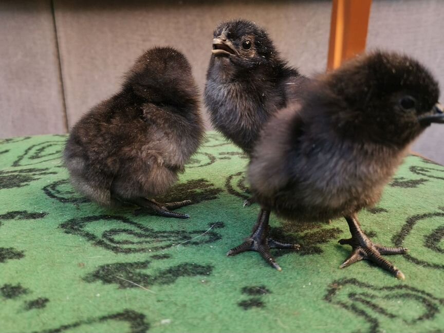 Птенцы Ухейилюй