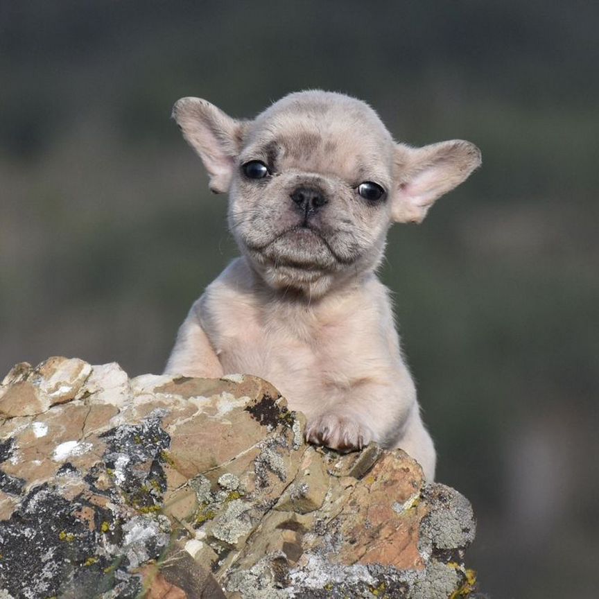 Французский бульдог, щенок