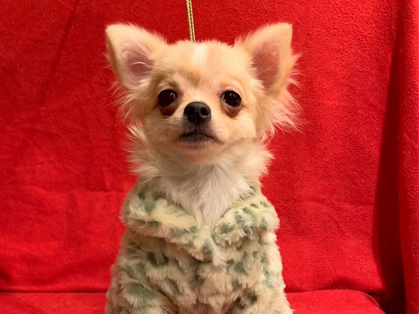 Чихуахуа щенок девочка