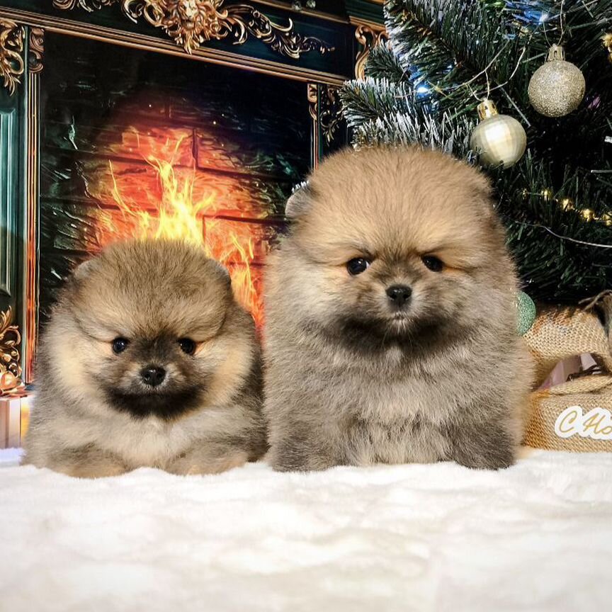 Померанский шпиц, щенок