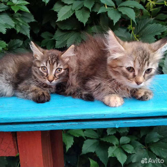Котята девочки 2,5 месяца с доставкой
