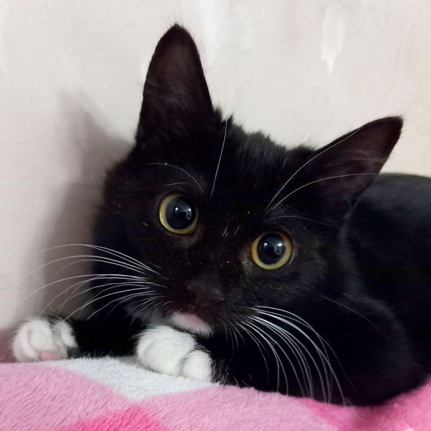 Котёнок в добрые руки