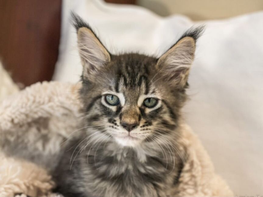 Котята породы мейн-кун