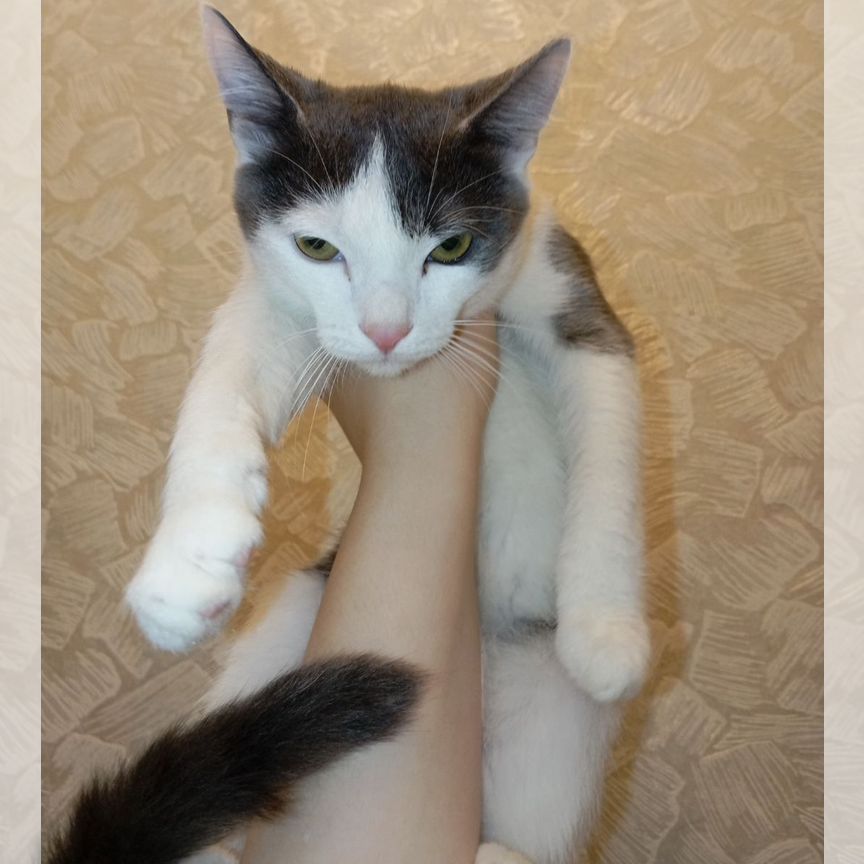 Русский голубой котёнок