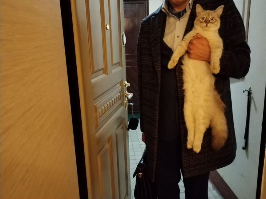 Кошка невская маскарадная