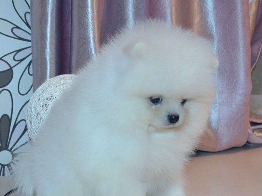 Померанский шпиц,белый медвежонок с документами