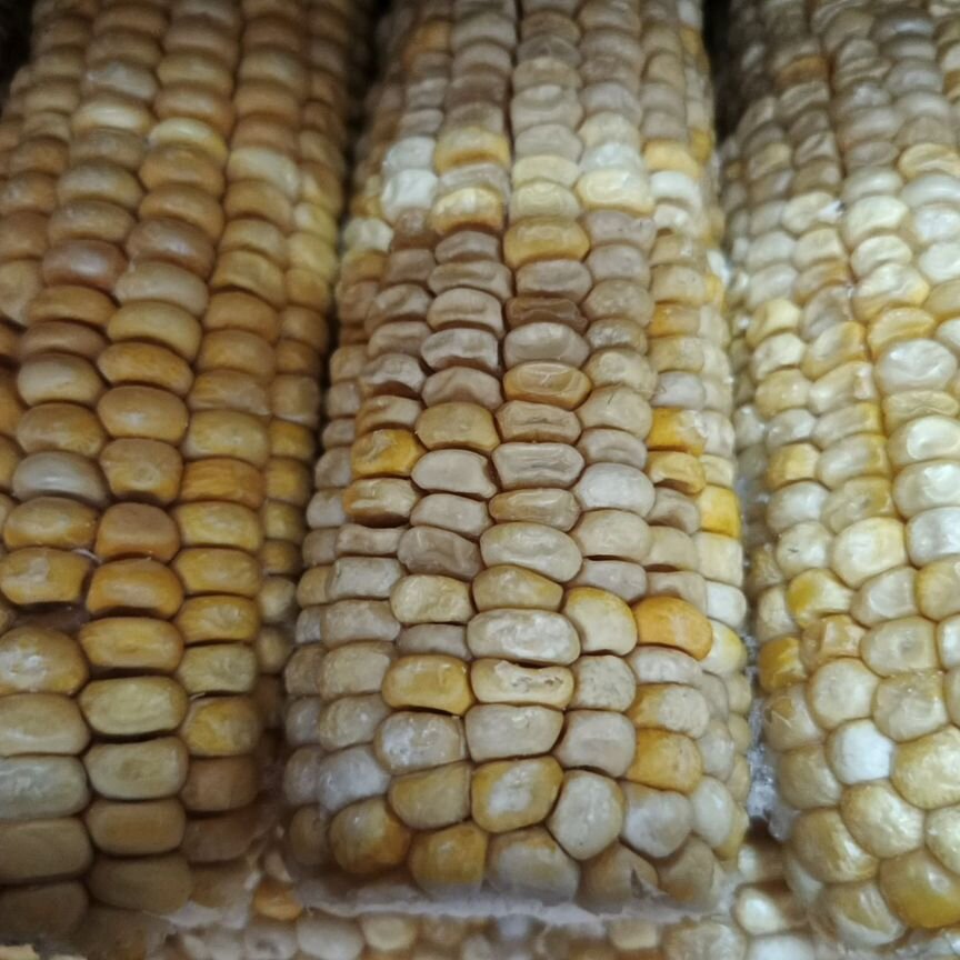 Кукуруза в початках замороженная обмен