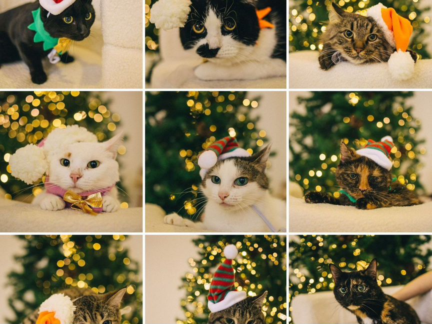 Котята котики и кошки в добрые руки