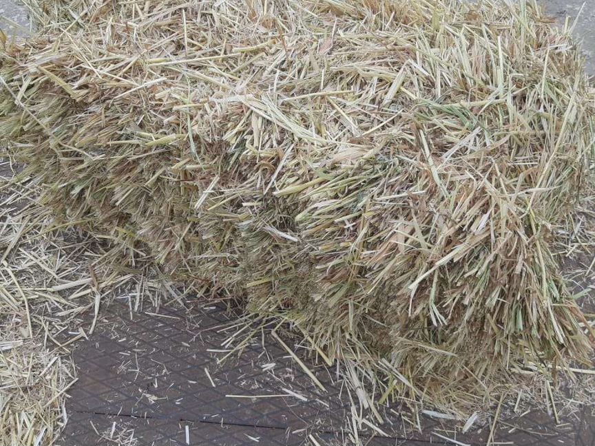 Суданка кипы