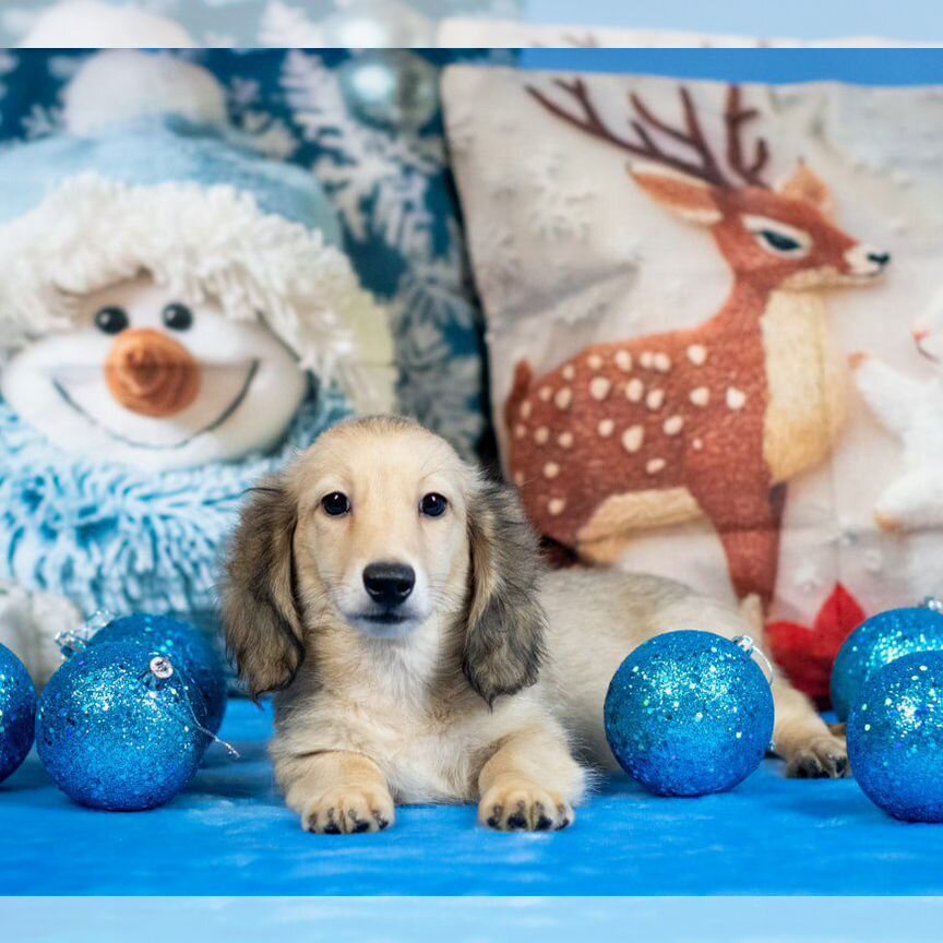 Такса, щенок