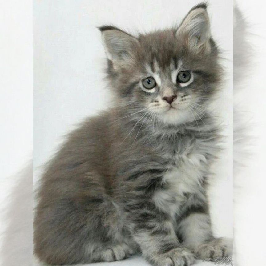 Мейн-кун котёнок