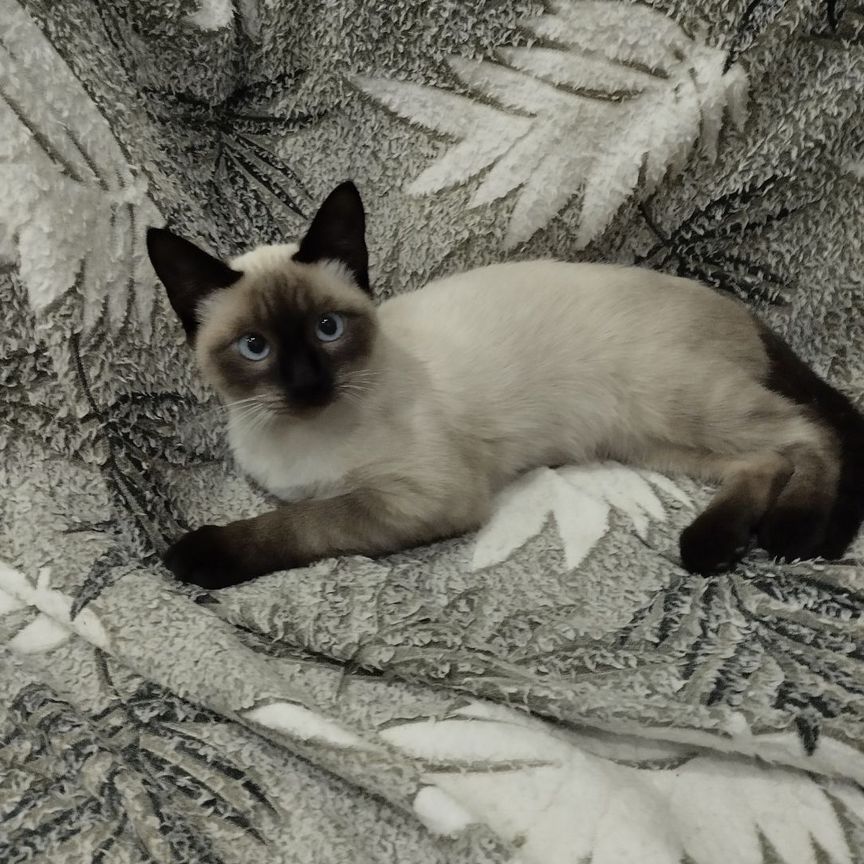 Котики мальчики ищут дом