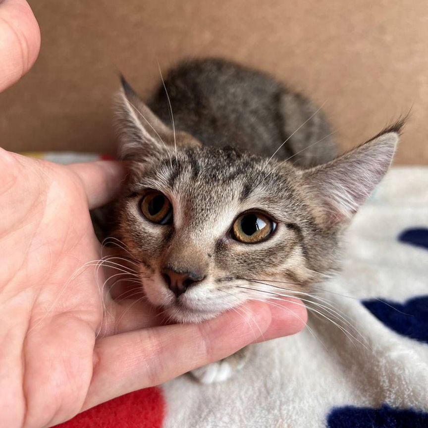 Котенок полосатик 3,5 месяца в добрые руки