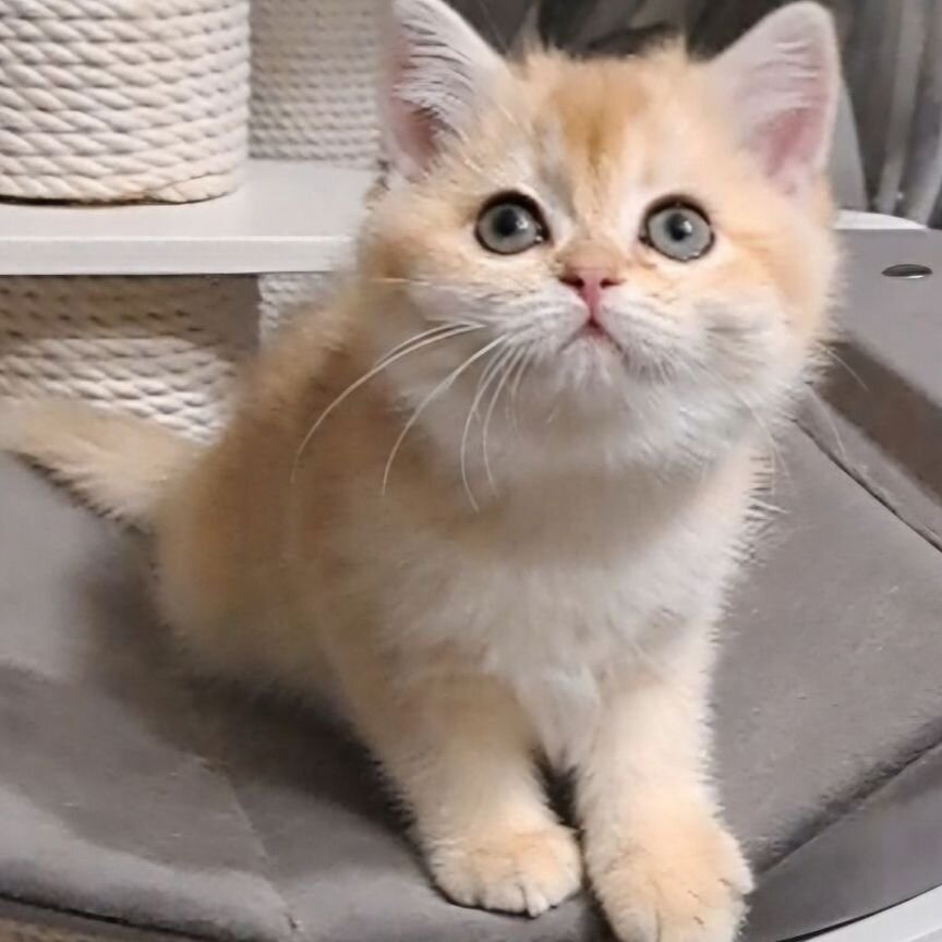 Шотландский прямоухий короткошёрстный котёнок