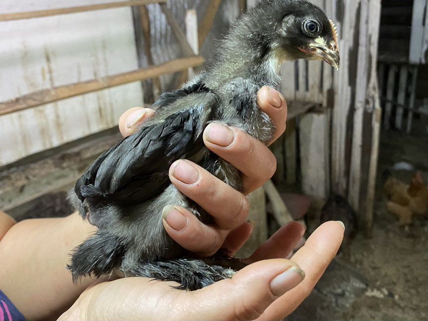 Петух брама