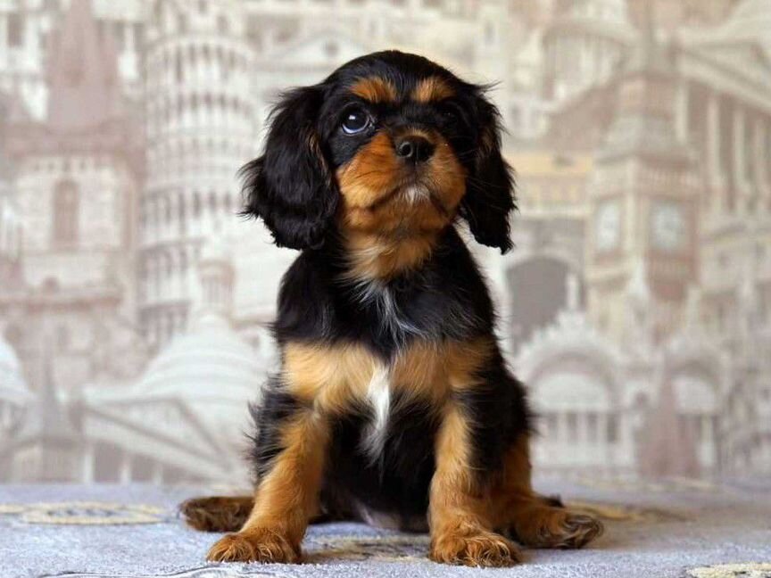 Щеночки кавалерчики