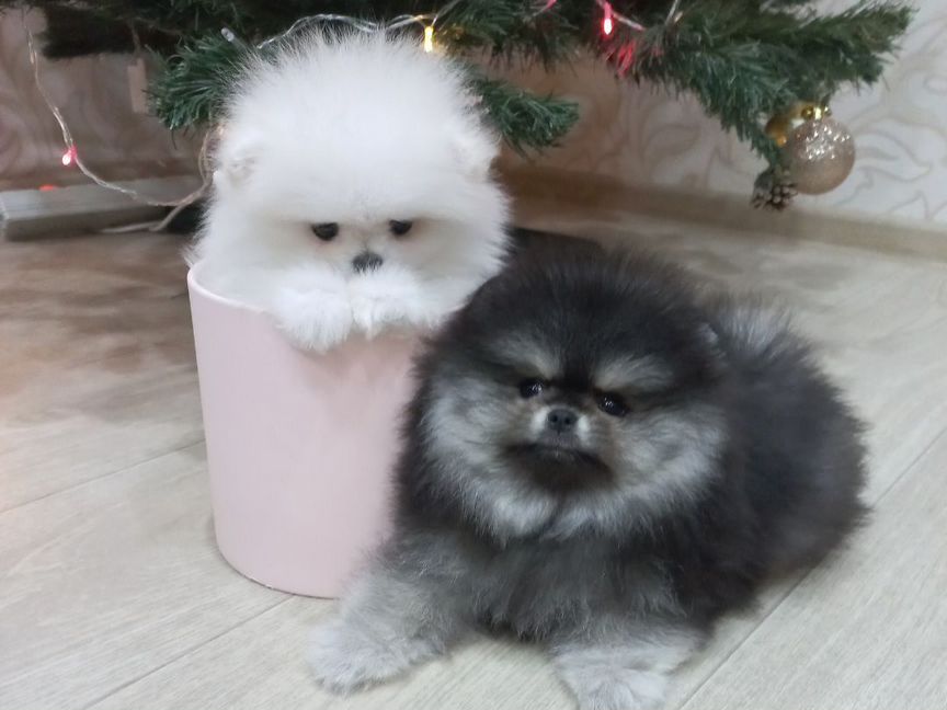 Померанский шпиц