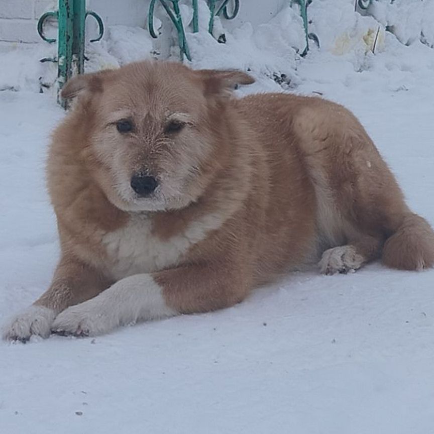 Взрослая собака в добрые руки