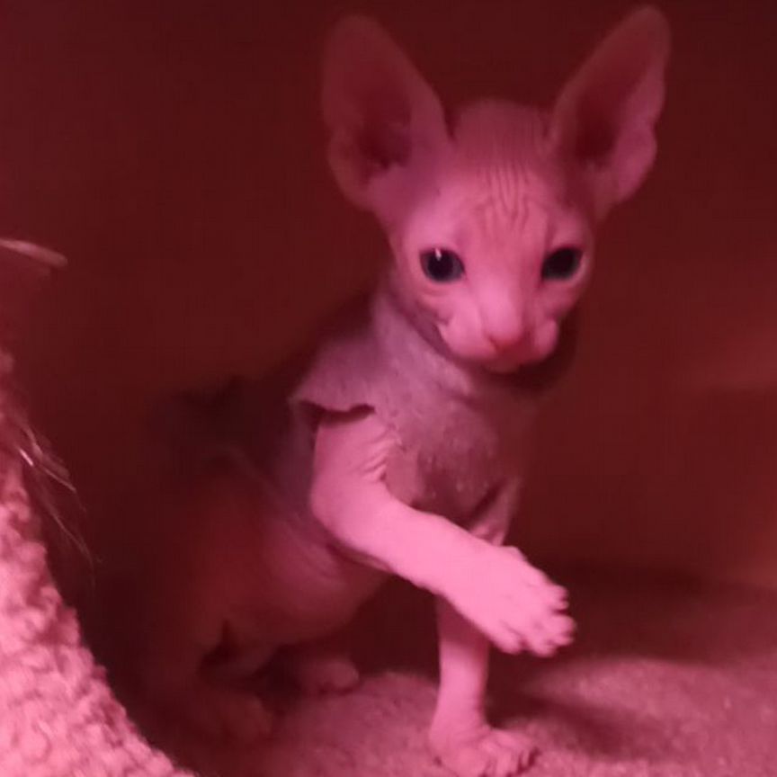 Канадский сфинкс котёнок