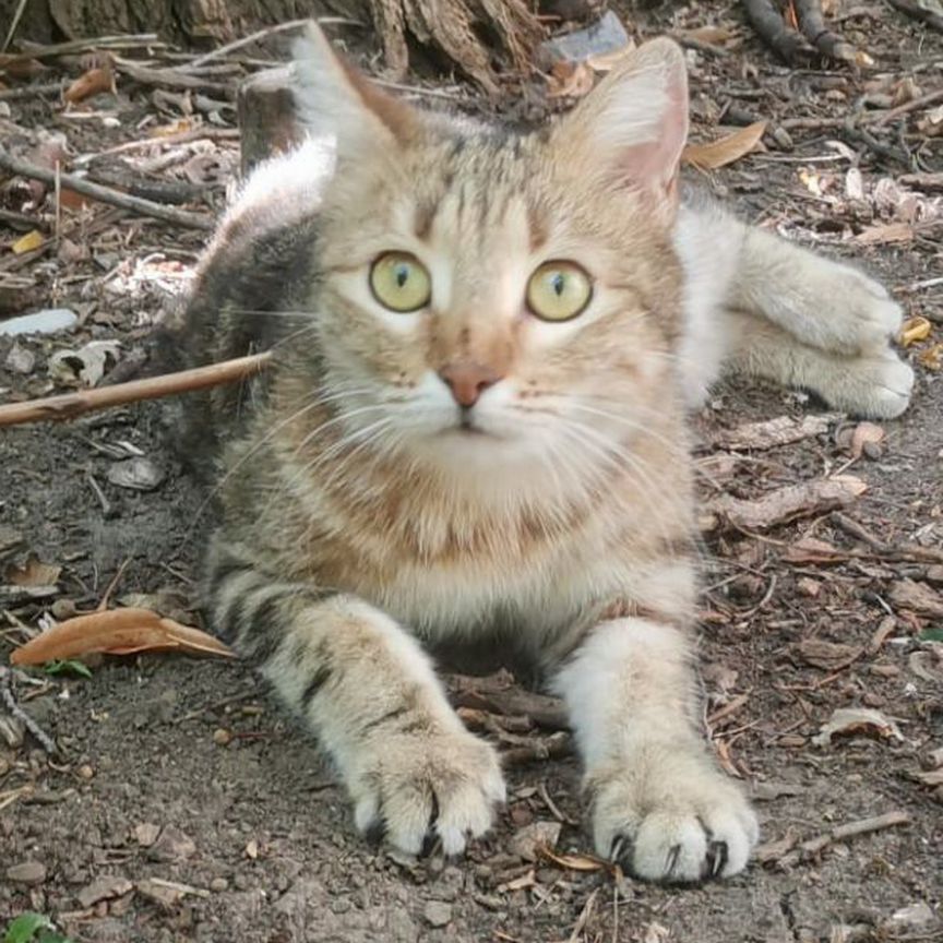 Кошка