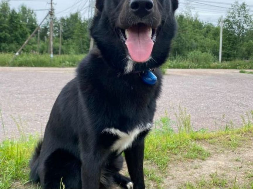 Собака дворняга