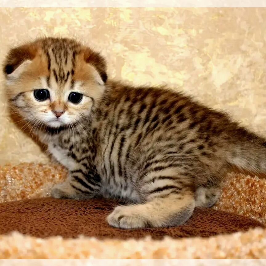 Шикарные вислоухие Тигрята)