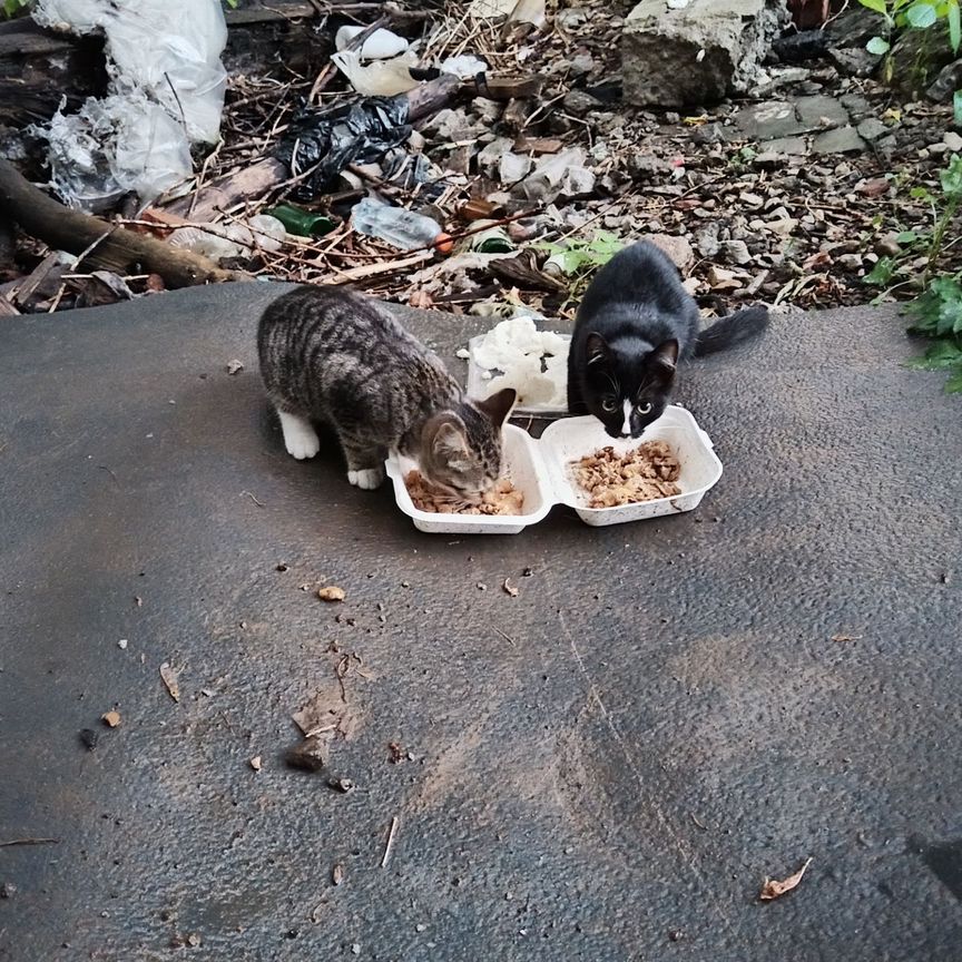 Котята в добрые руки бесплатно