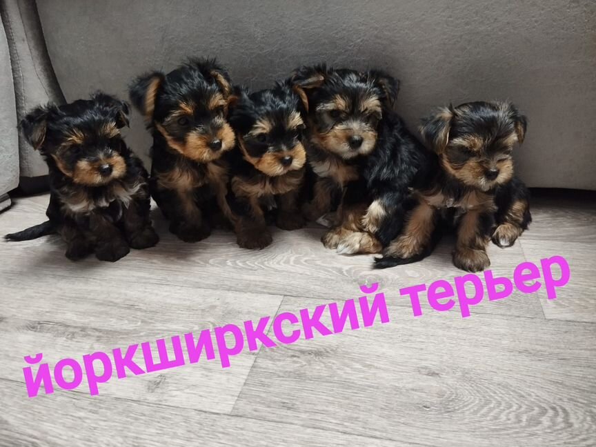 Йоркширский терьер щенки