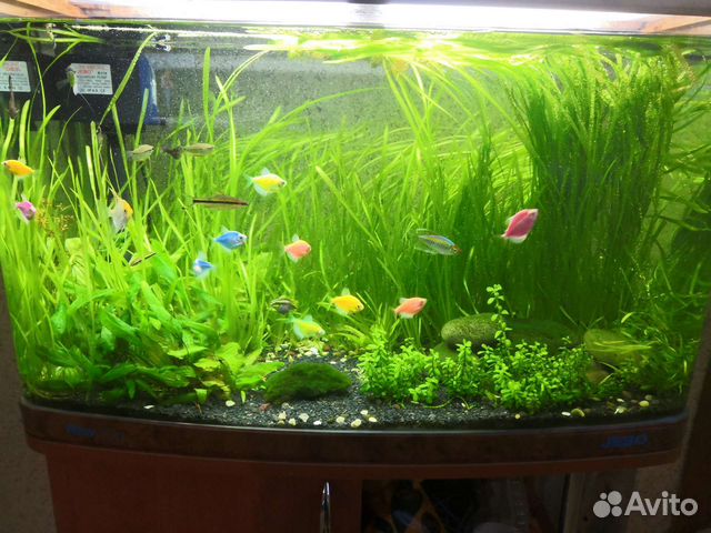 Аквариум