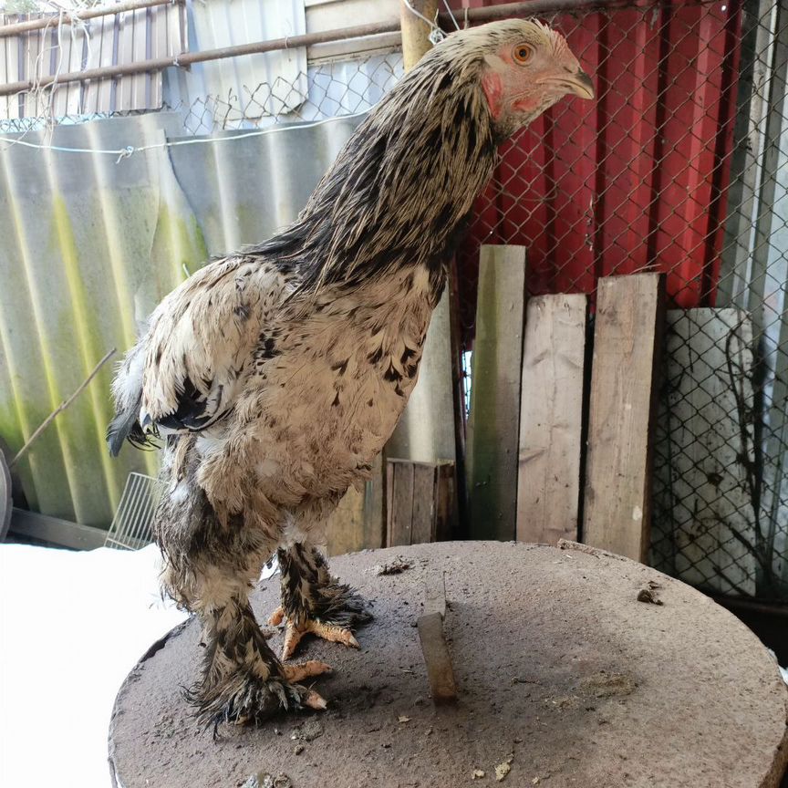 Петухи породы Брама и ломан Браун