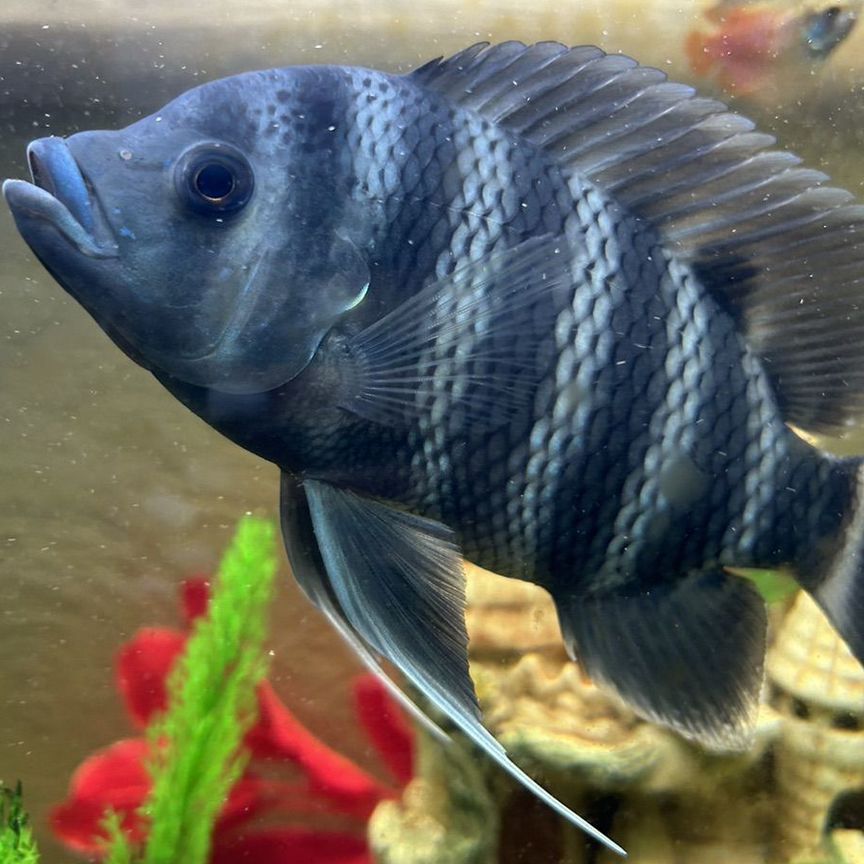 Аквариумные рыбы цихлиды