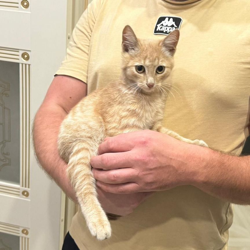 Рыжий котенок в добрые руки бесплатно