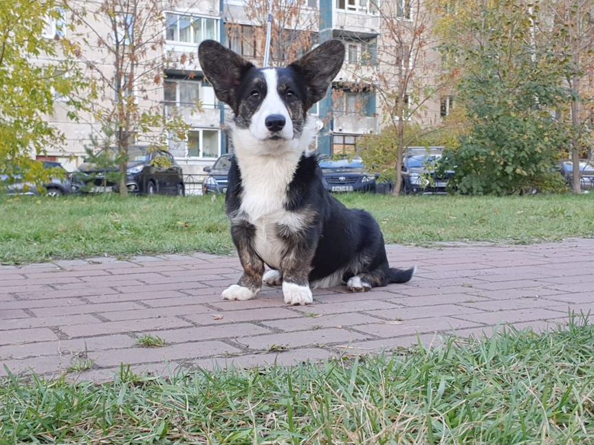 Вельш корги кардиган